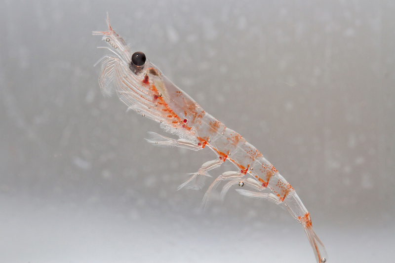 Can Generative AI and Large Language Models Help Catch More Krill ...