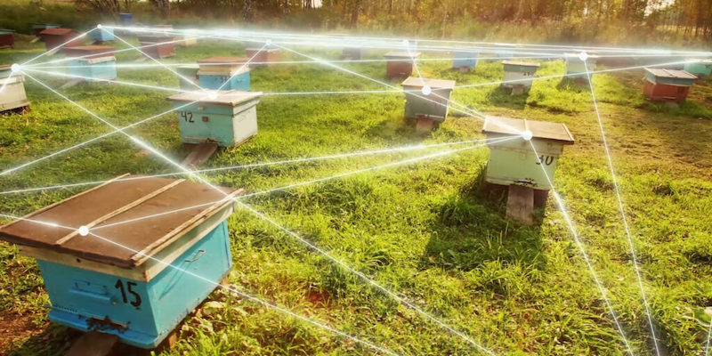 PLCnext Community Gets Beehind Next-gen Smart Hive Technology - News