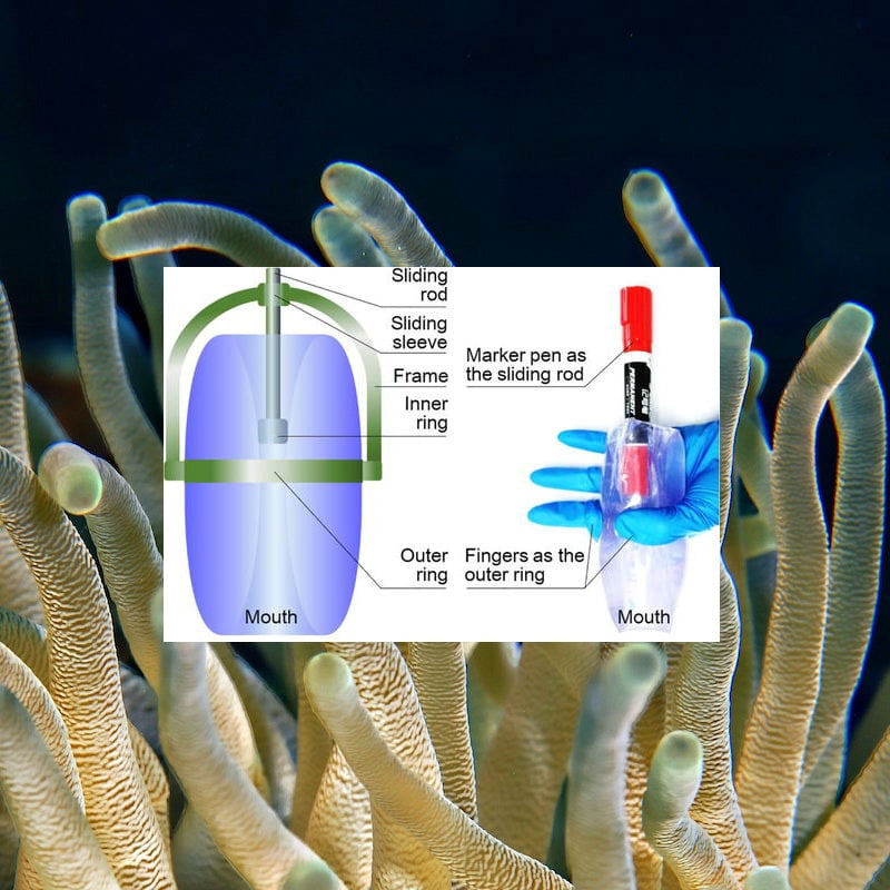 Researchers Model New Soft Robotic Grippers After Sea Anemones - News