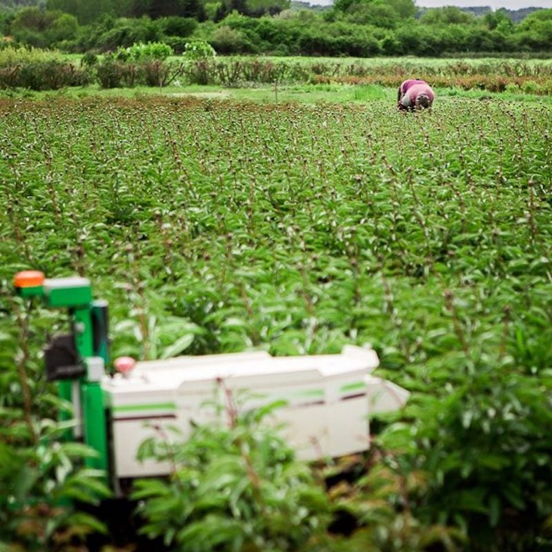Autonomous Farming Robots brought to U.S. by Naïo Technologies SAS - News